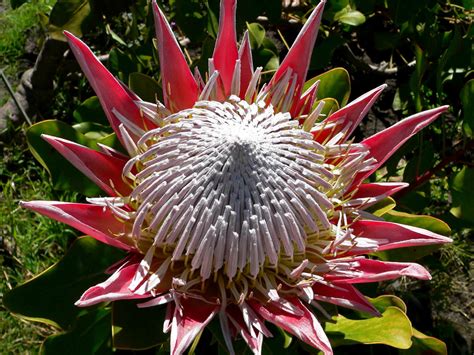 King Protea Plant