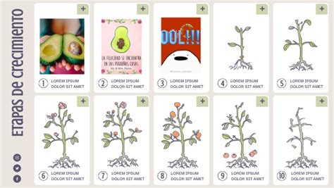 Etapas Crecimiento Plantas Etapas Crecimiento Plantas