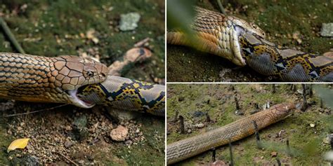 King Cobra Eats Python Whole At Sungei Buloh Photographer Captures