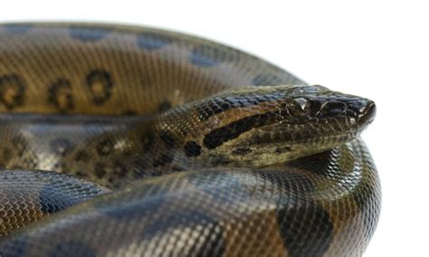 Can New Species Discoveries Outpace Extinction Aol