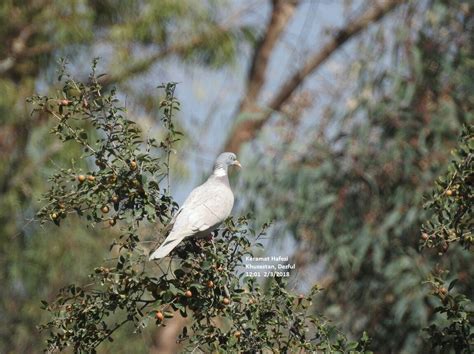 حیات وحش خوزستان در قاب تصاویر یک فعال محیط زیست تسنیم