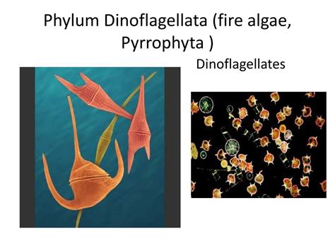 Phylum Pyrrophyta