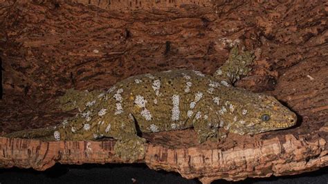 Leachianus Gecko Setup