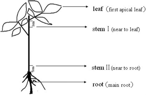 Peanut Plant Diagram