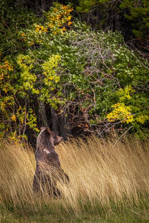 Grizzly Bear Photography Trip Chilko Bc Tsylos Park Lodge And Adventures