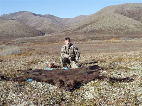 Southwest Alaskan Brown Bear