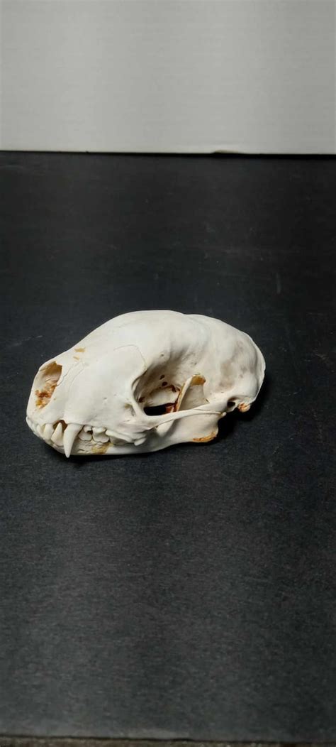 Striped Skunk Skull
