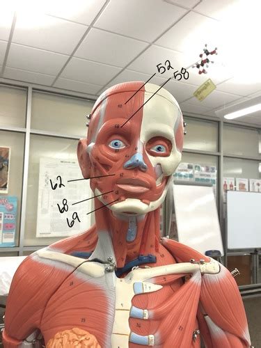 Muscular System Flashcards Quizlet