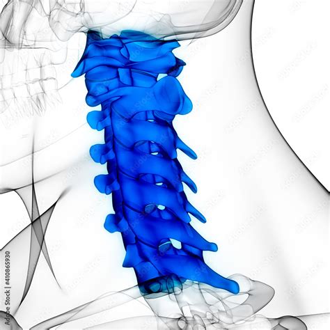 Spinal Cord Vertebral Column Cervical Vertebrae Of Human Skeleton