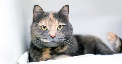 Black And Gray Calico