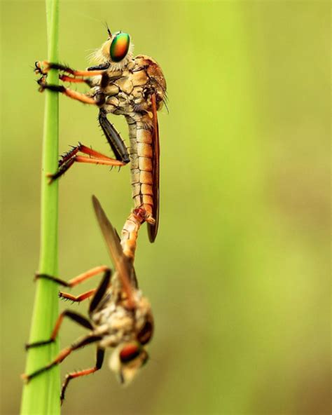 The Worlds Most Romantic Gallery Of Insect Sex Design You Trust — Design Daily Since 2007