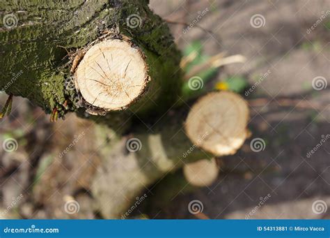 Cut Stem Stock Image Image Of Bark Sunny Close Wood 54313881