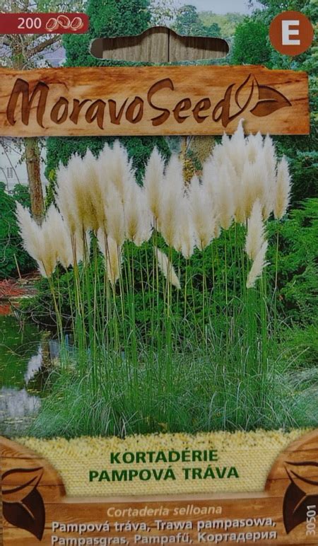 Silver Pampas Grass Seeds Buy Online