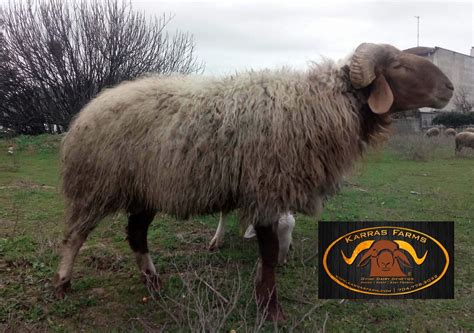 Goats Lamb Sheep Dairy Usa