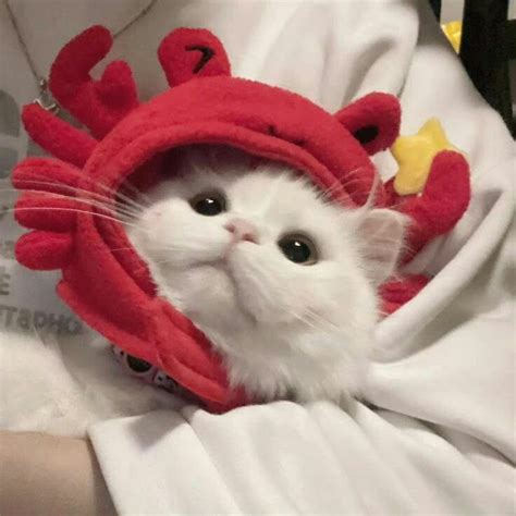 Save Follow Cute Red Cat Pfp Cute Cat In Costume Pfp Cute Cat