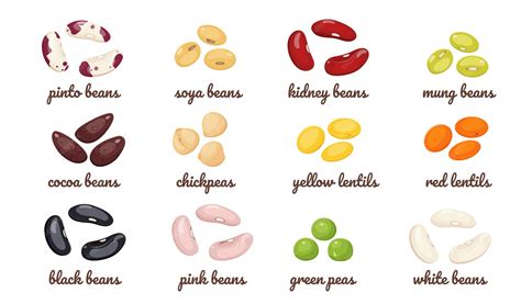 Types Of Beans Vegetables With Pictures At Michael Carandini Blog