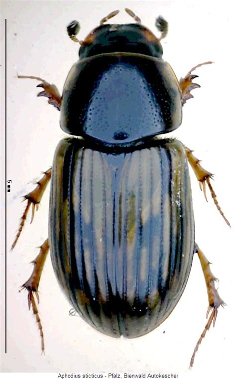 Aphodius Bestimmungstabelle
