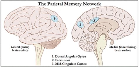 Novel Memory Pathway Helps Us Recognize Whats New And Whats Familiar