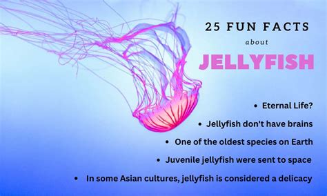 25 Fun Facts About Jellyfish That Will Amaze You
