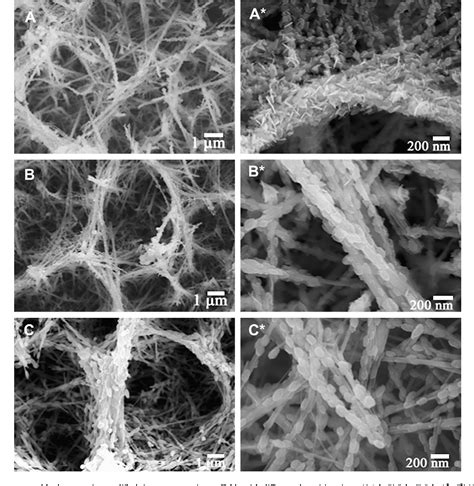 Osteoblast Differentiation Semantic Scholar