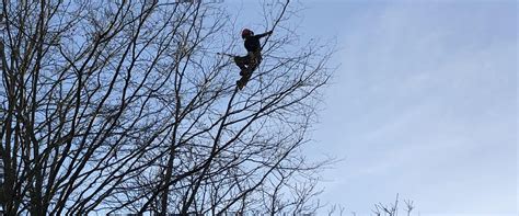 Canopy Reduction Thames Valley Tree Care