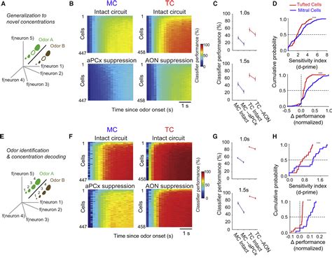 Long Range Functional Loops In The Mouse Olfactory System And Their Roles In Computing Odor