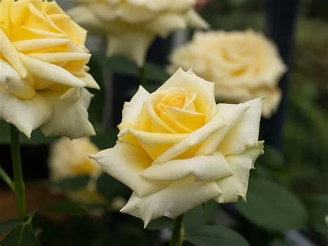 Robert Bruce Rose All About Roses