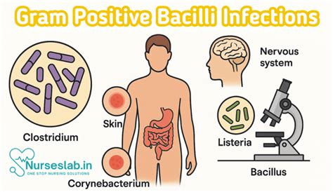 Gram Positive Bacilli Infections Nurseslab