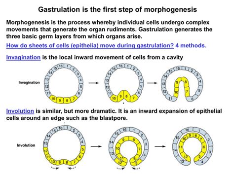 Gastrulation Cell Movements And Morphogenesis