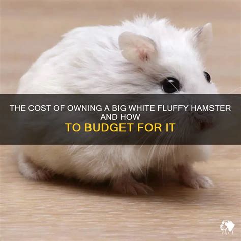 The Cost Of Owning A Big White Fluffy Hamster And How To Budget For It