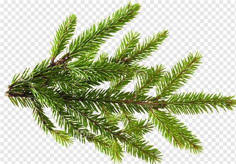 Pine Leaf Texture