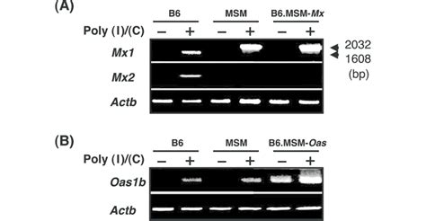 Expression Of Intact Mx1 And Oas1b Genes In Congenic Mice A Download Scientific Diagram