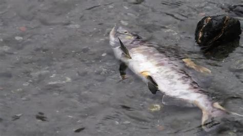 Decaying Salmon Floats Dead In Shallow River Water After Spawning