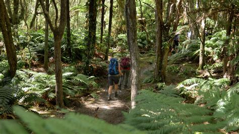 New Zealand Grand Hikes Itinerary Hiking New Zealand Hikingnz