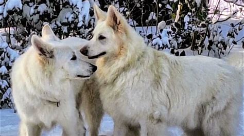 Simba And Shadow Youtube