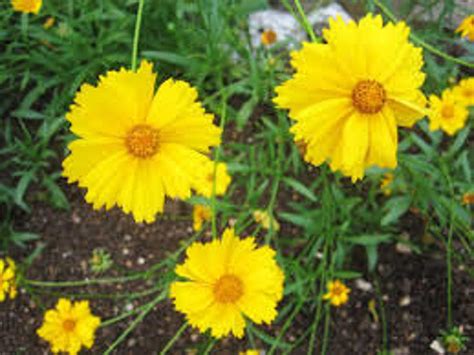 100 Seeds Coreopsis Seeds Wildflower Seeds Tickseed Lanceleaf Meadow Seeds World Garden