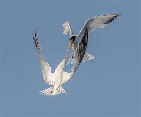 Bird Of The Month August Is The Elegant Tern Bolsa Chica Land