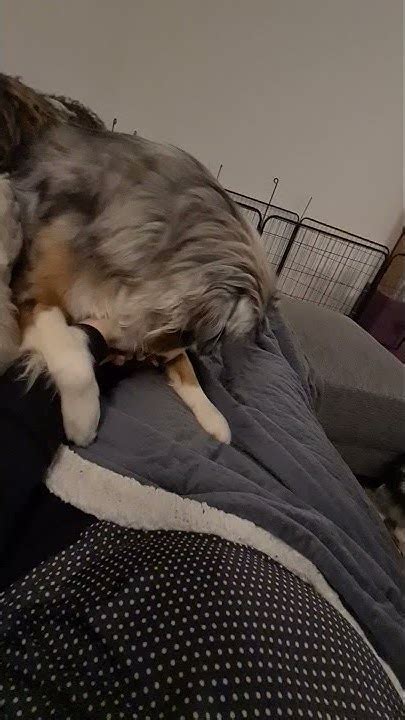 Мия Играет с Костью Мини Овчарка Shorts Youtube