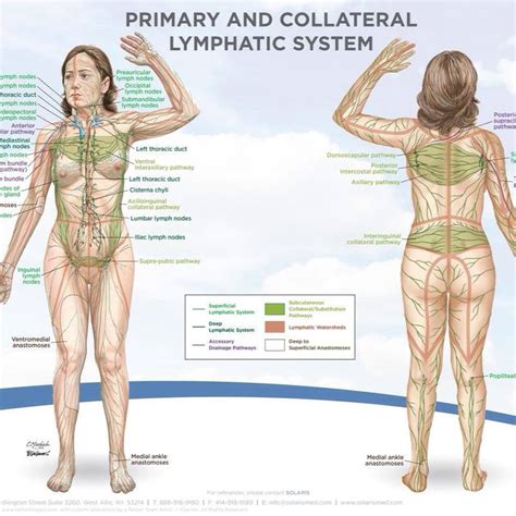 Lymph Nodes Lower Back