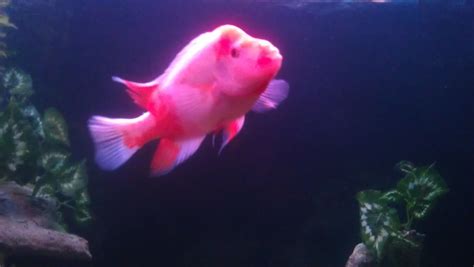 Photo 4 Red Devil Jaguar Cichlid Red Devil Tiger Shov