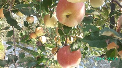 사과 반사비닐 깔기 과수원 은박지 깔기 햇빛 한껏 받아 맛들어라~ 네이버 블로그