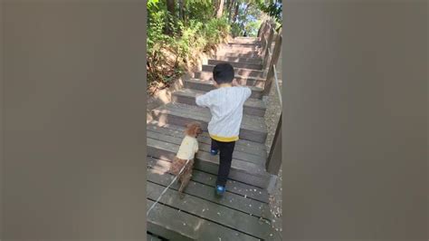 등산에 맛들린 꼬맹이 체력타고난 꼬마 태능아 3짤 꼬꼬베이비 Youtube