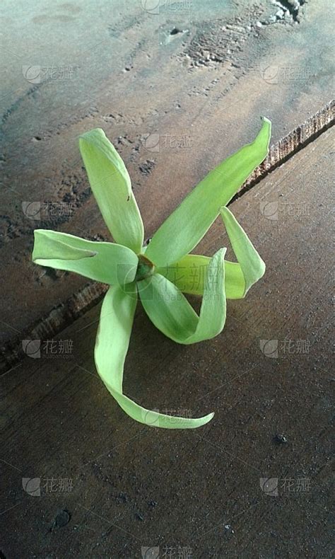 依兰依兰花在木