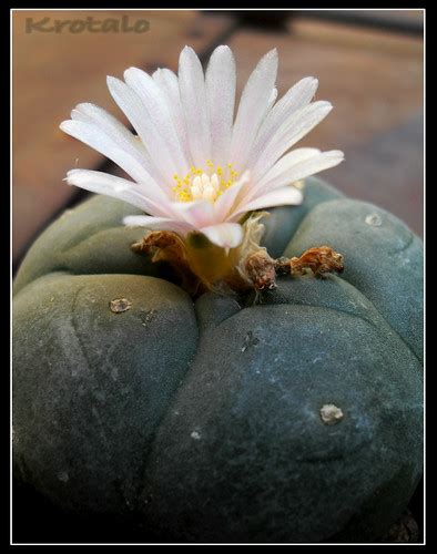 Peyote Cactus With Flower Lophophora Williamsii Peyotem Flickr
