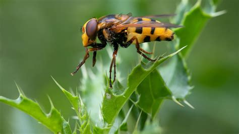 Bbowt And Rhs Launch Campaign To Protect Hoverflies The Oxford Magazine
