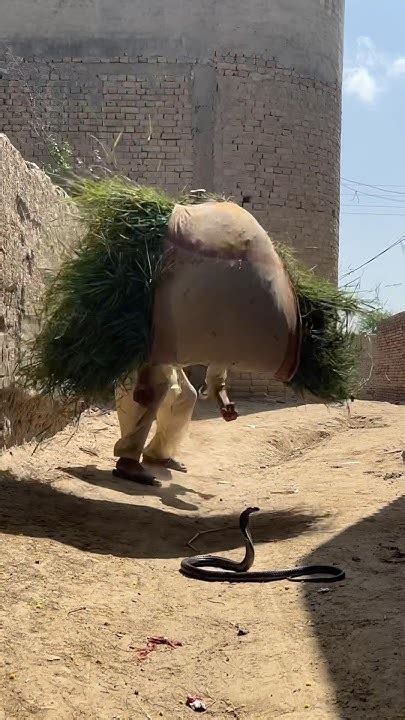 کسان کے سامنے سانپ اگیا کسان ڈار گیا Youtube