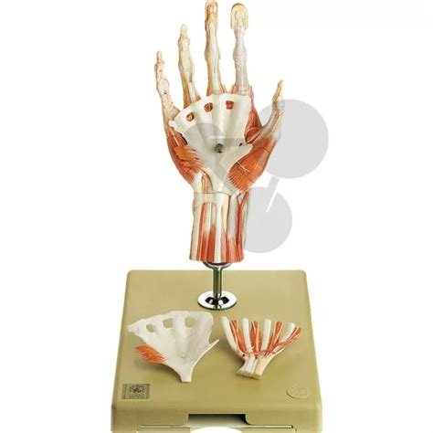 Chirurgisches Handmodell Somso® Modell Conatex Lehrmittel