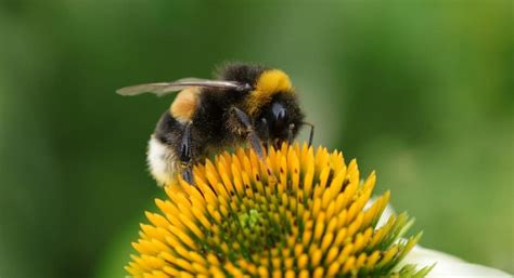 17 Kinds Of Bees Ranked From Harmless To Straight Up Terrifying Aol