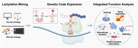 The Story Behind Site Specific Lactylation Study Research Communities