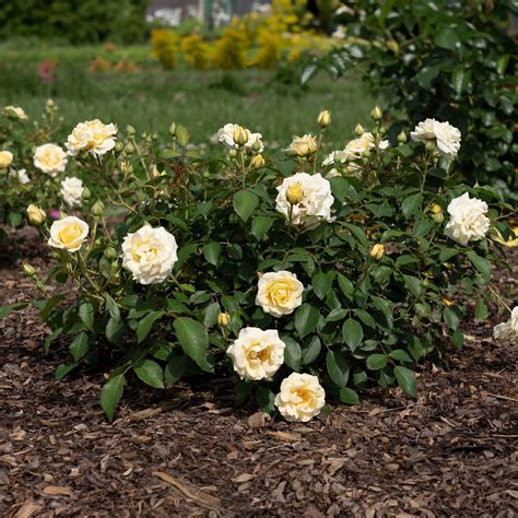 Buy Buttercream Drift® Rose Bush For Sale Online Perfect Plants